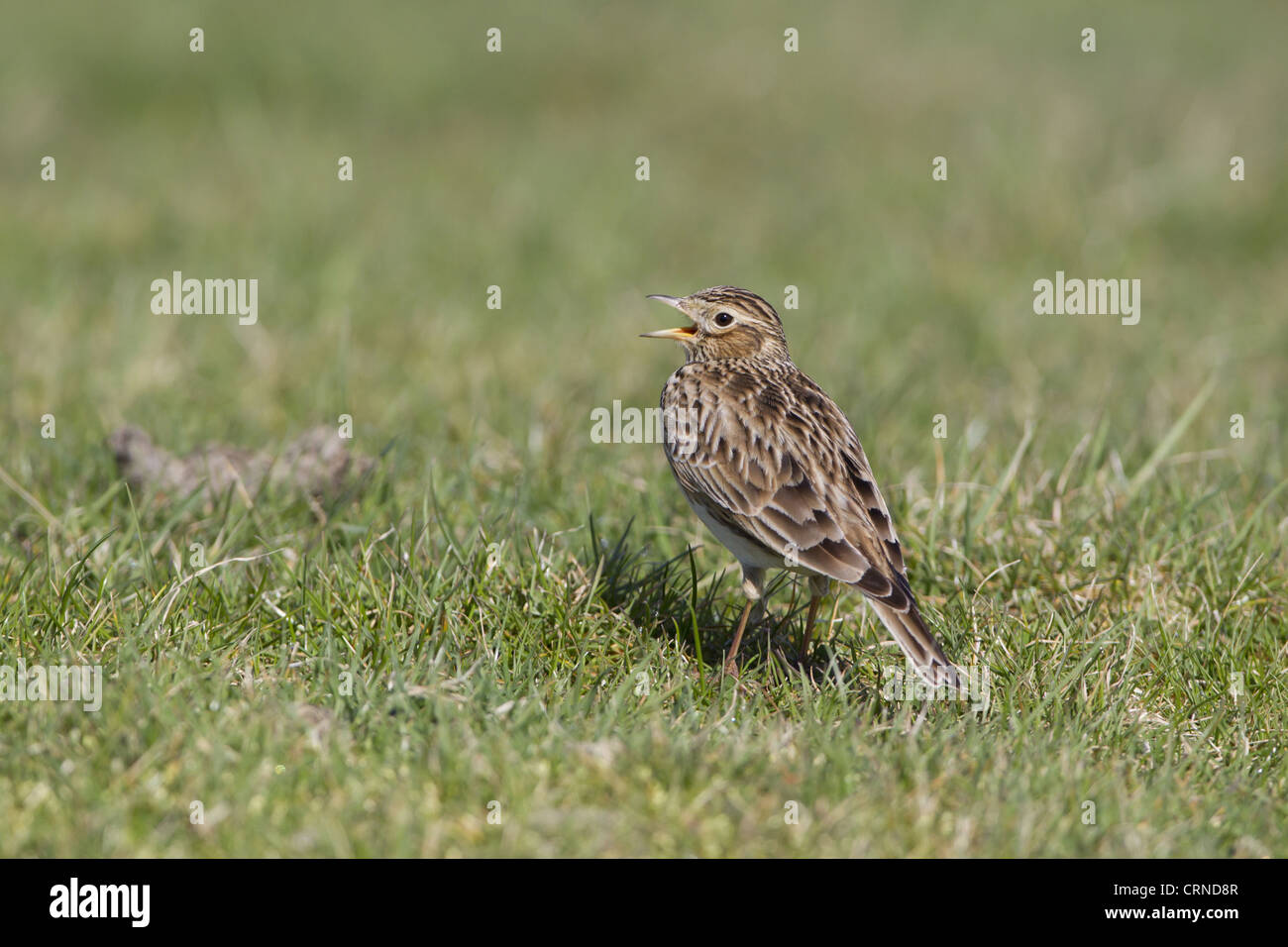 Skylark (Alauda arvensis) adult male, singing, standing on grass in ...