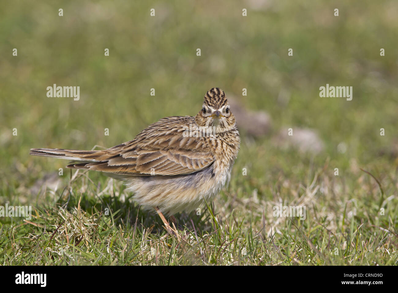 Asian skylark hi-res stock photography and images - Alamy