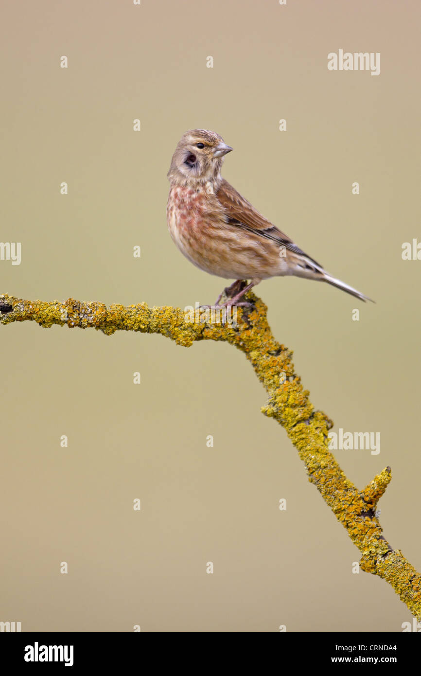 Eurasian winds hi-res stock photography and images - Alamy