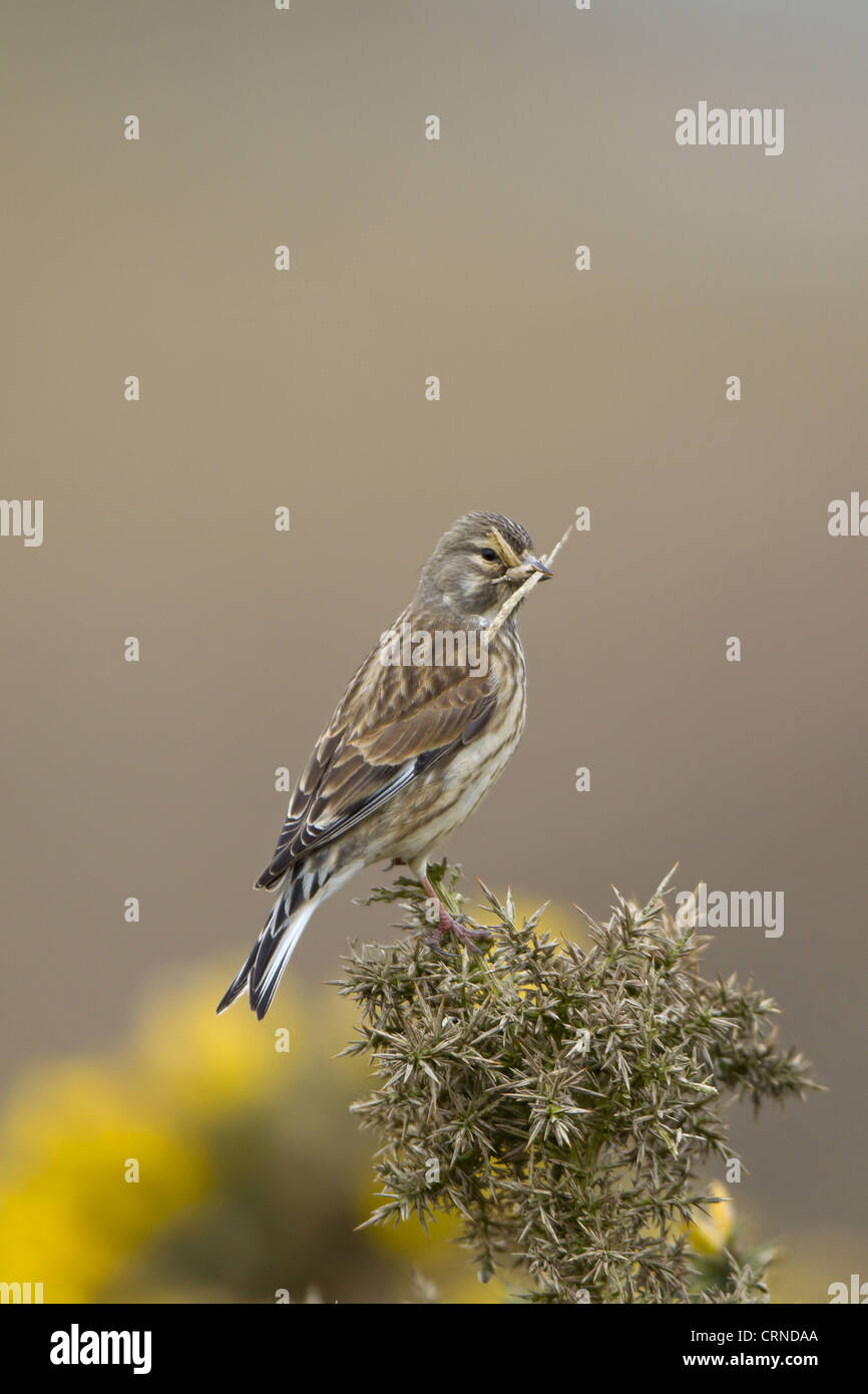 Eurasian Linnet (Carduelis cannabina) adult female, with nesting ...