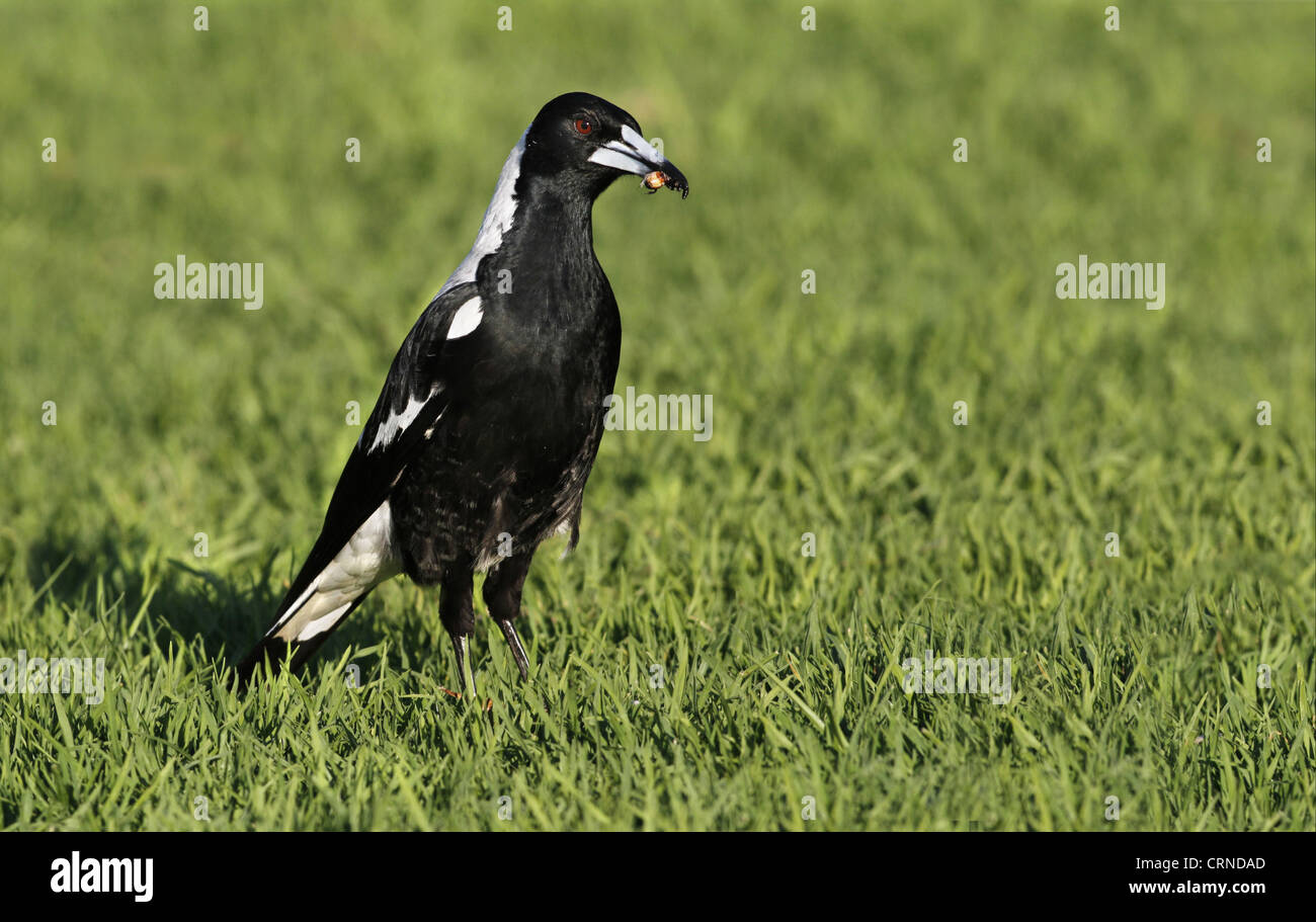 Australian magpies feeding hi-res stock photography and images - Alamy