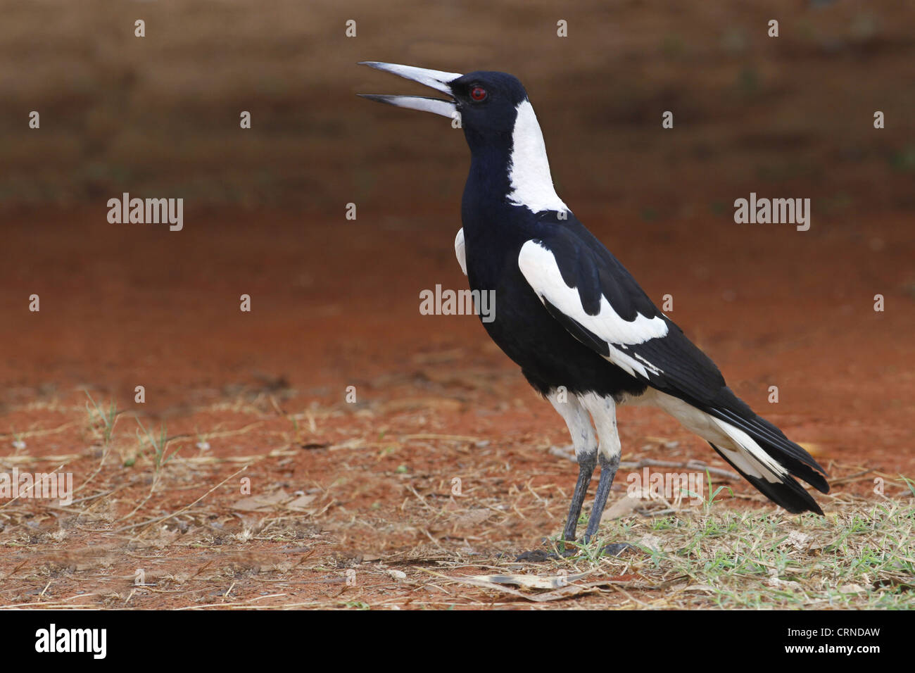 Australian magpie singing hi-res stock photography and images - Alamy