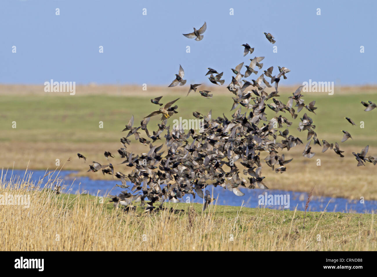 Merlin (Falco columbarius) immature, hunting, chasing Common Starling ...