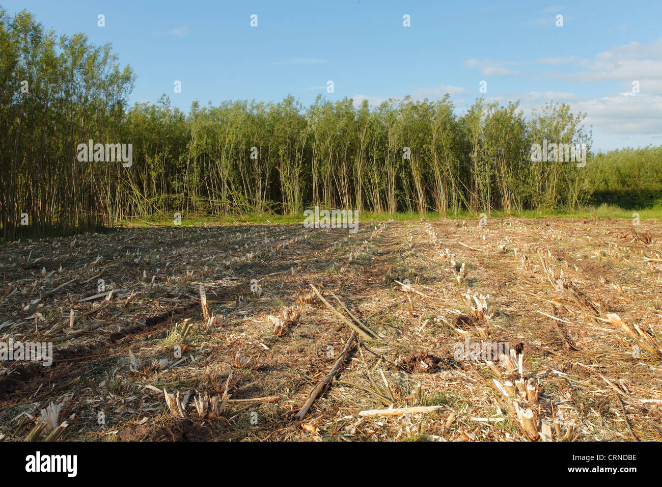 Willow Coppice Plantation half harvested near Carlisle, Cumbria ...