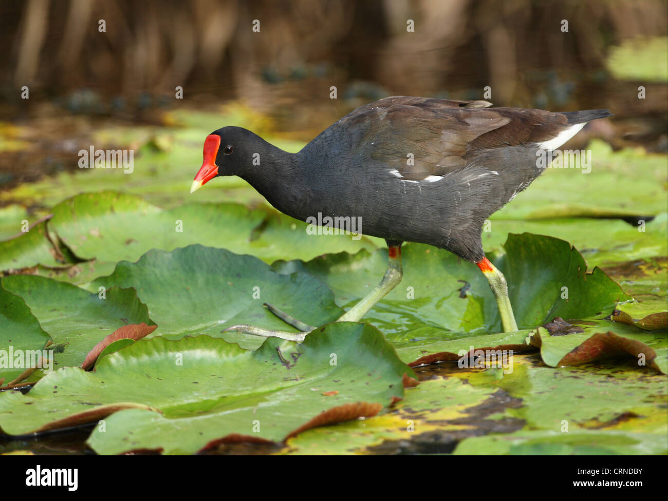 Indian moorhen hi-res stock photography and images - Alamy