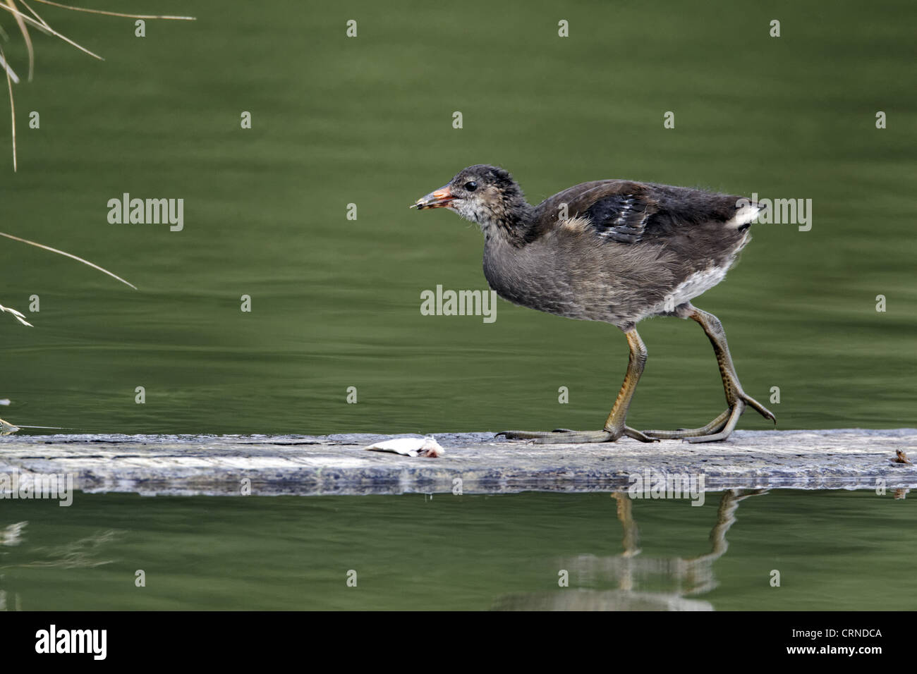 Common Moorhen (Gallinula chloropus) juvenile, walking on wooden plank ...