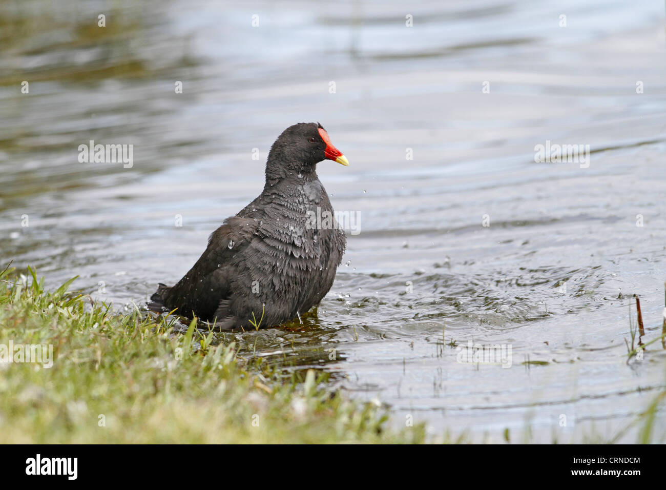 Australian dusky moorhen hi-res stock photography and images - Alamy