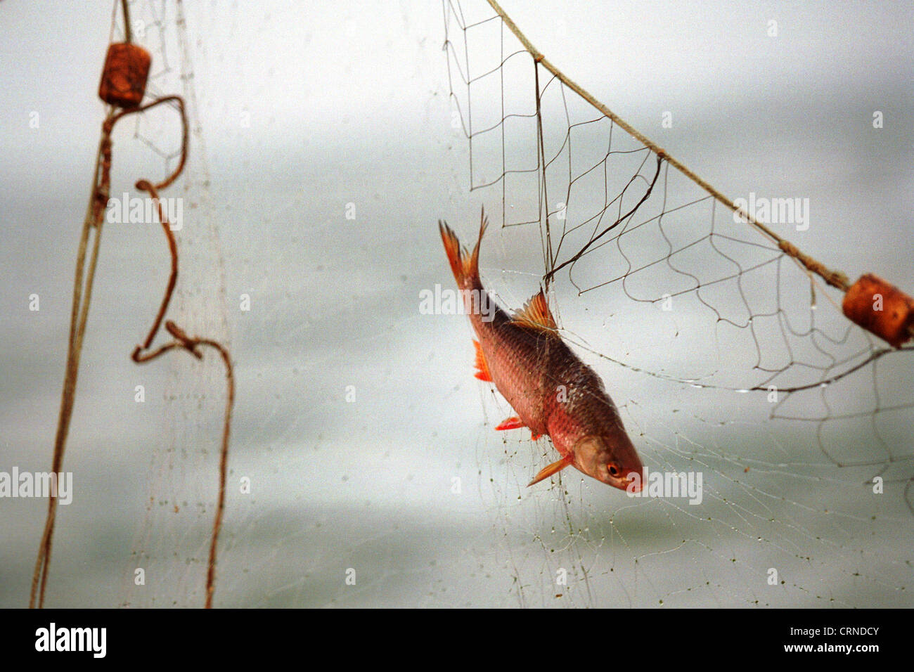 A fish in the net Stock Photo - Alamy