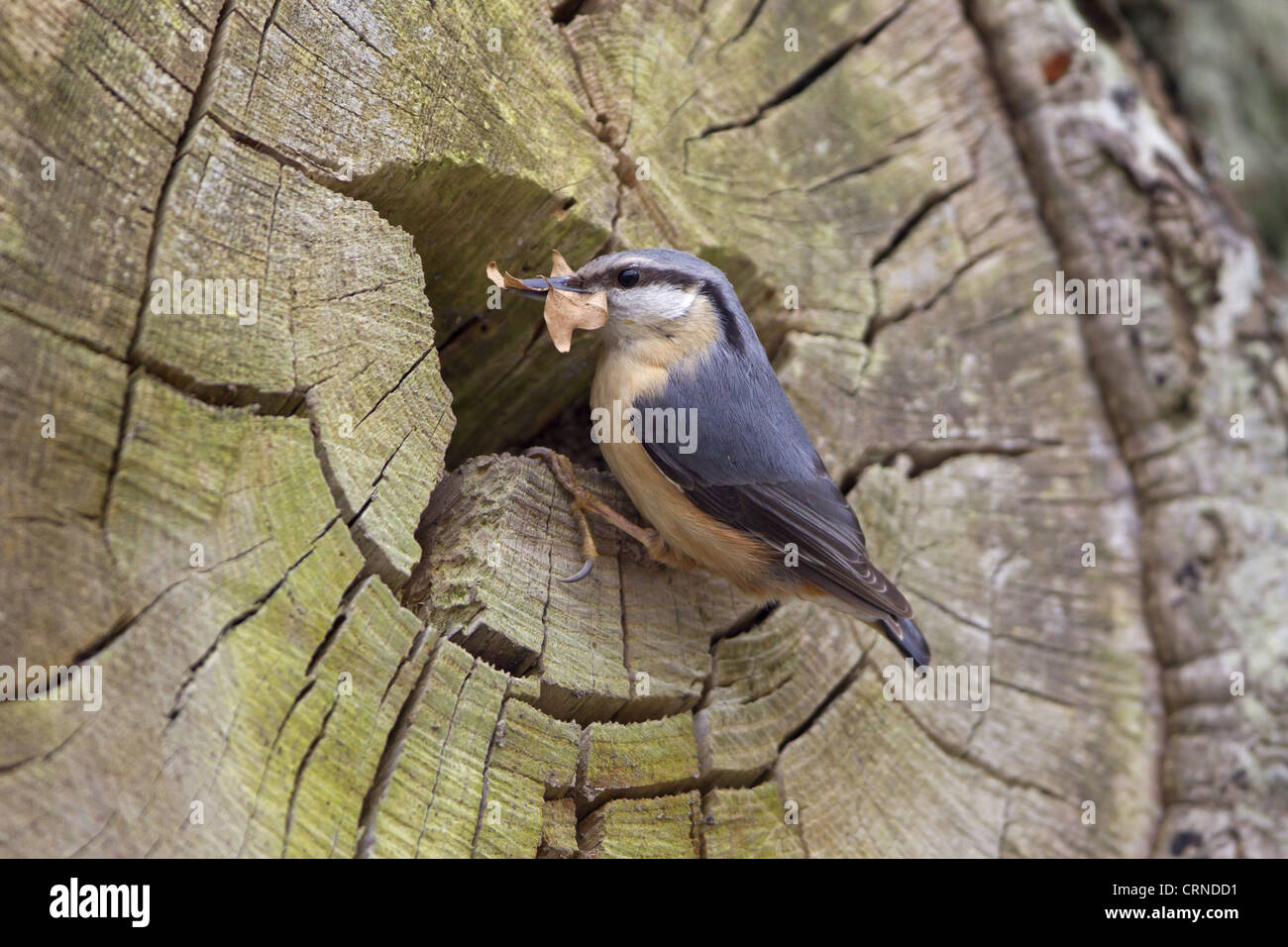 Wood nuthatchs hi-res stock photography and images - Alamy