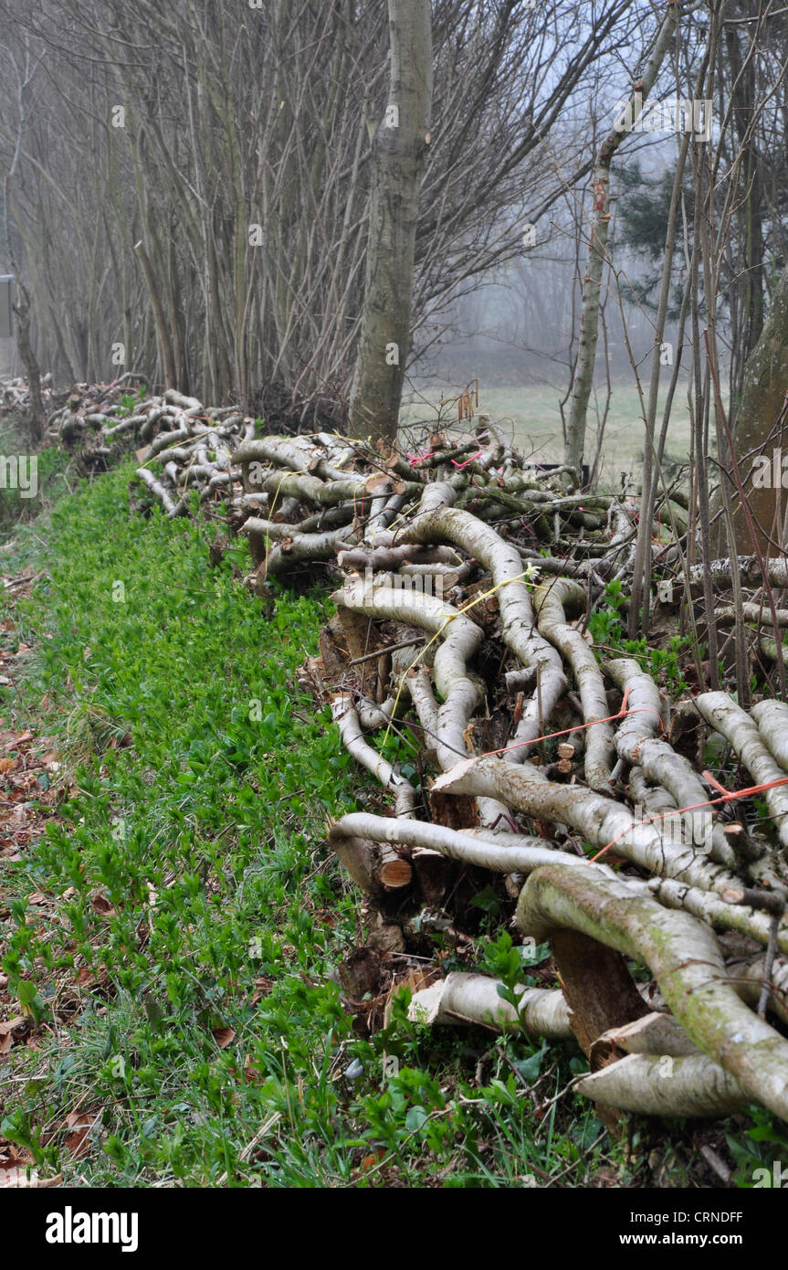 Hedge laying uk hi-res stock photography and images - Alamy