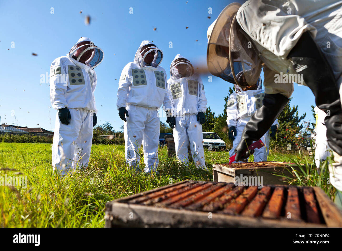 Apiculture art hi-res stock photography and images - Alamy