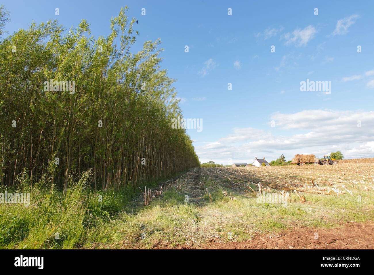 Willow Coppice Plantation half harvested near Carlisle, Cumbria ...
