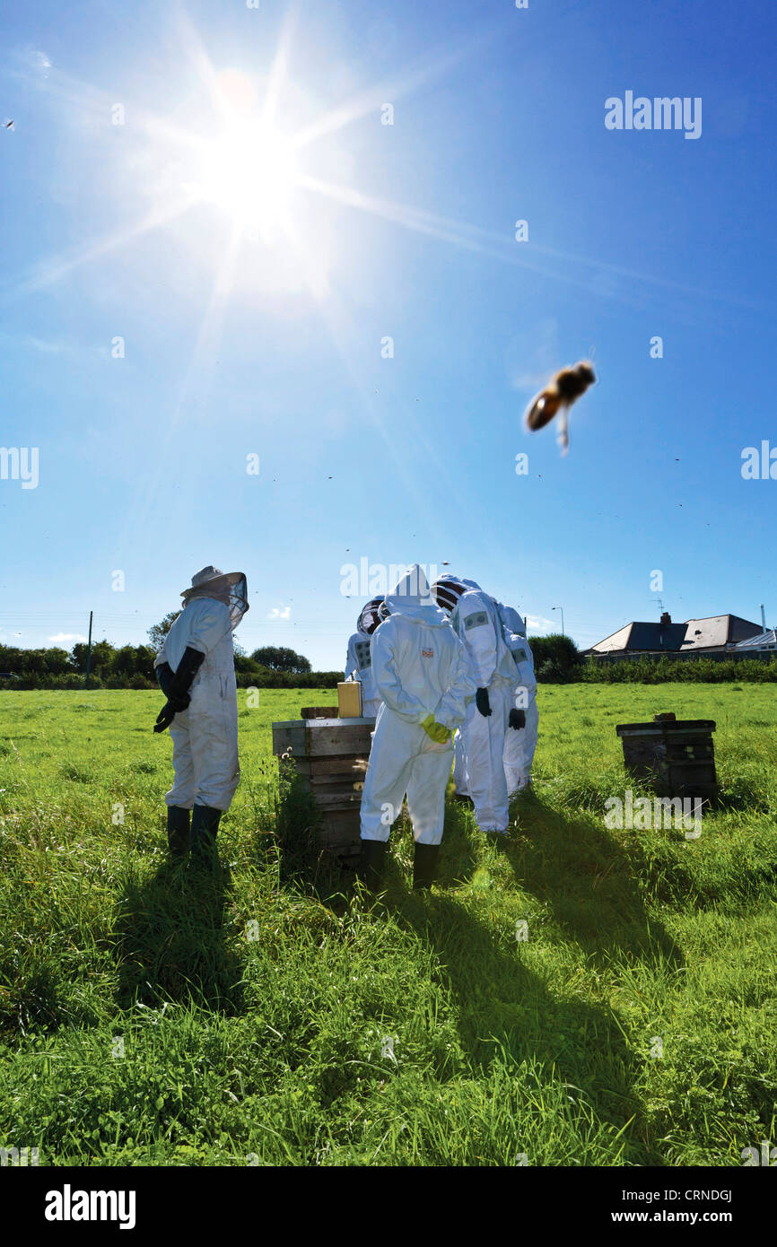 Apiculture art hi-res stock photography and images - Alamy