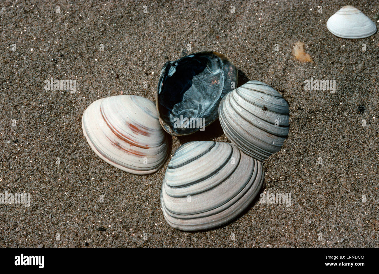 Surf clams (Spisula solida: Mactridae) valves washed up on a sandy ...