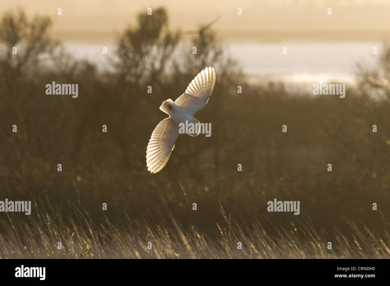 Owl swooping down on prey hi-res stock photography and images - Alamy