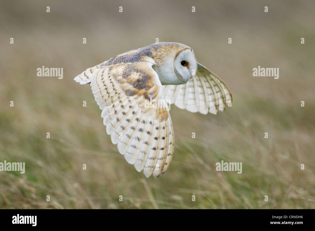 Barn Owl (Tyto alba) adult, in flight, hunting over rough grassland at ...