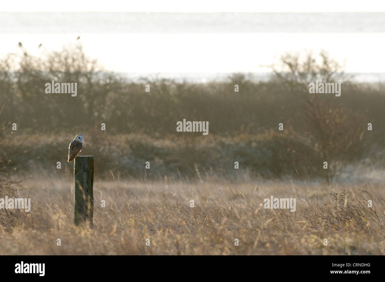 Barn owls isle of sheppey in kent hi-res stock photography and images ...