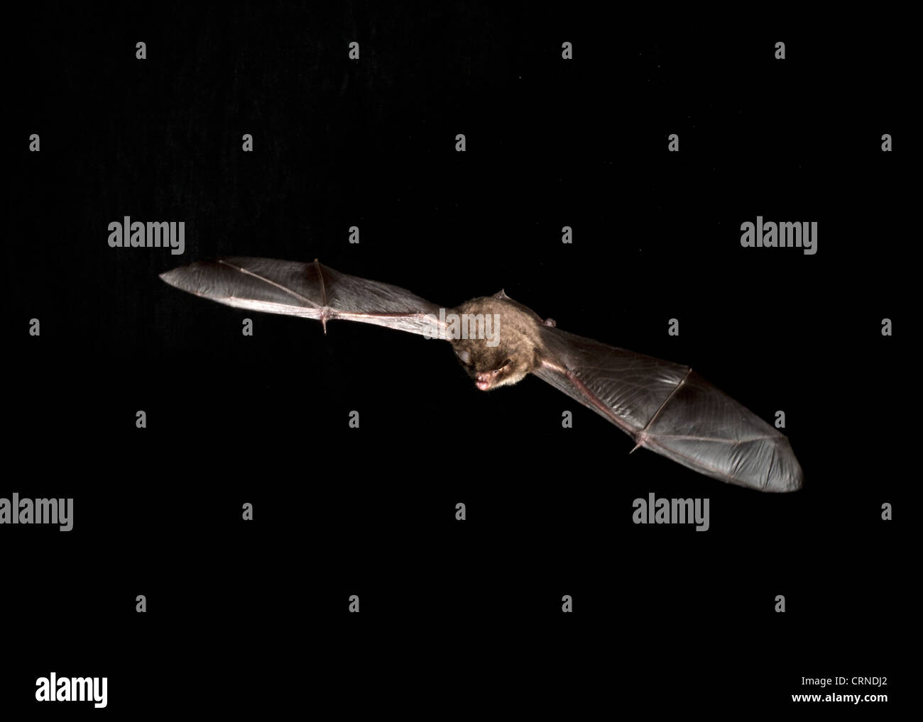 Daubenton's Bat (Myotis daubentonii) adult, in flight, Sussex, England ...