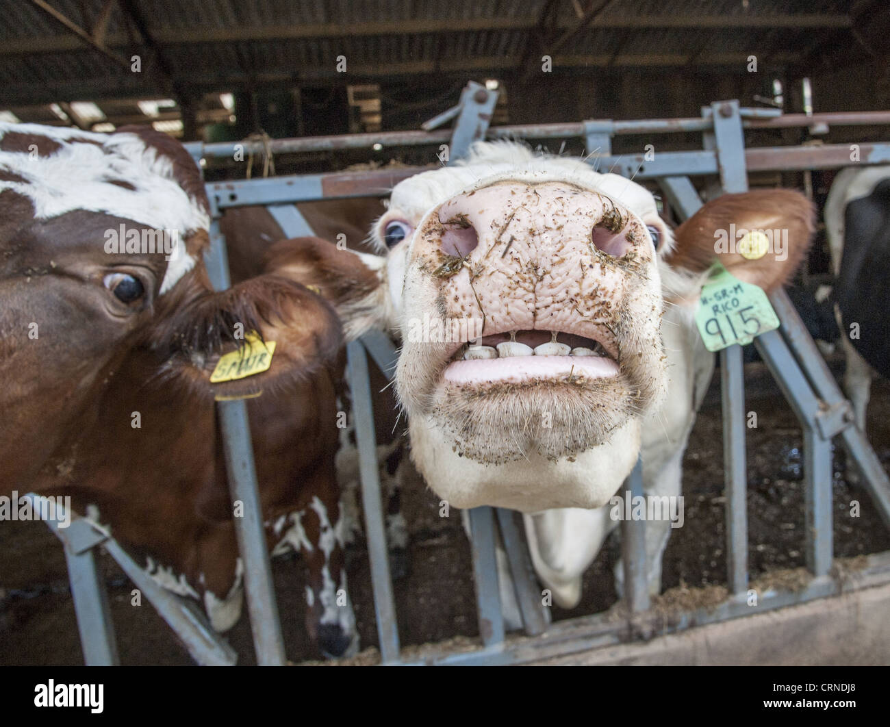Domestic Cattle, crossbred dairy cow, close-up of head showing teeth ...