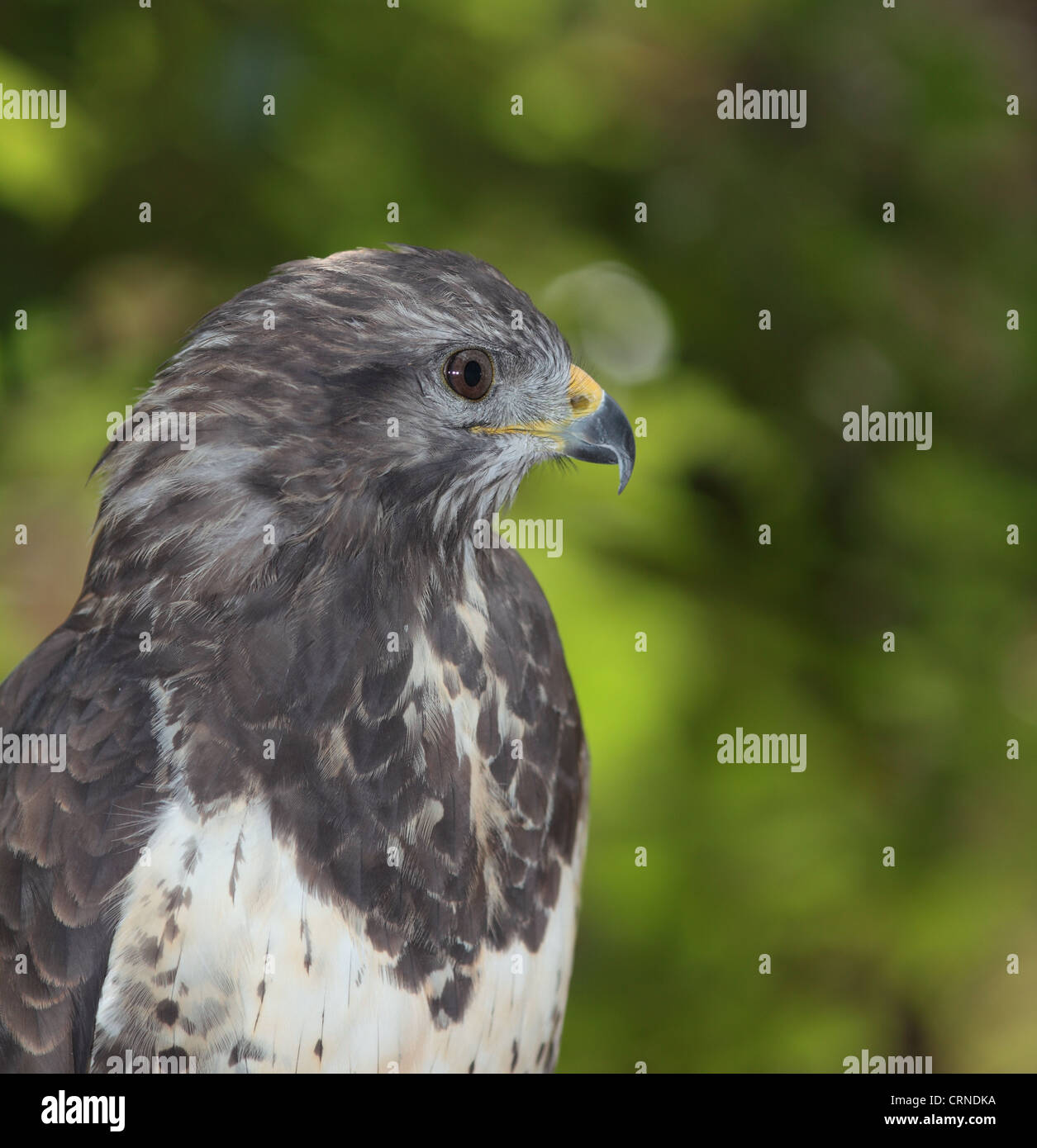Common buzzard (Buteo buteo Stock Photo - Alamy