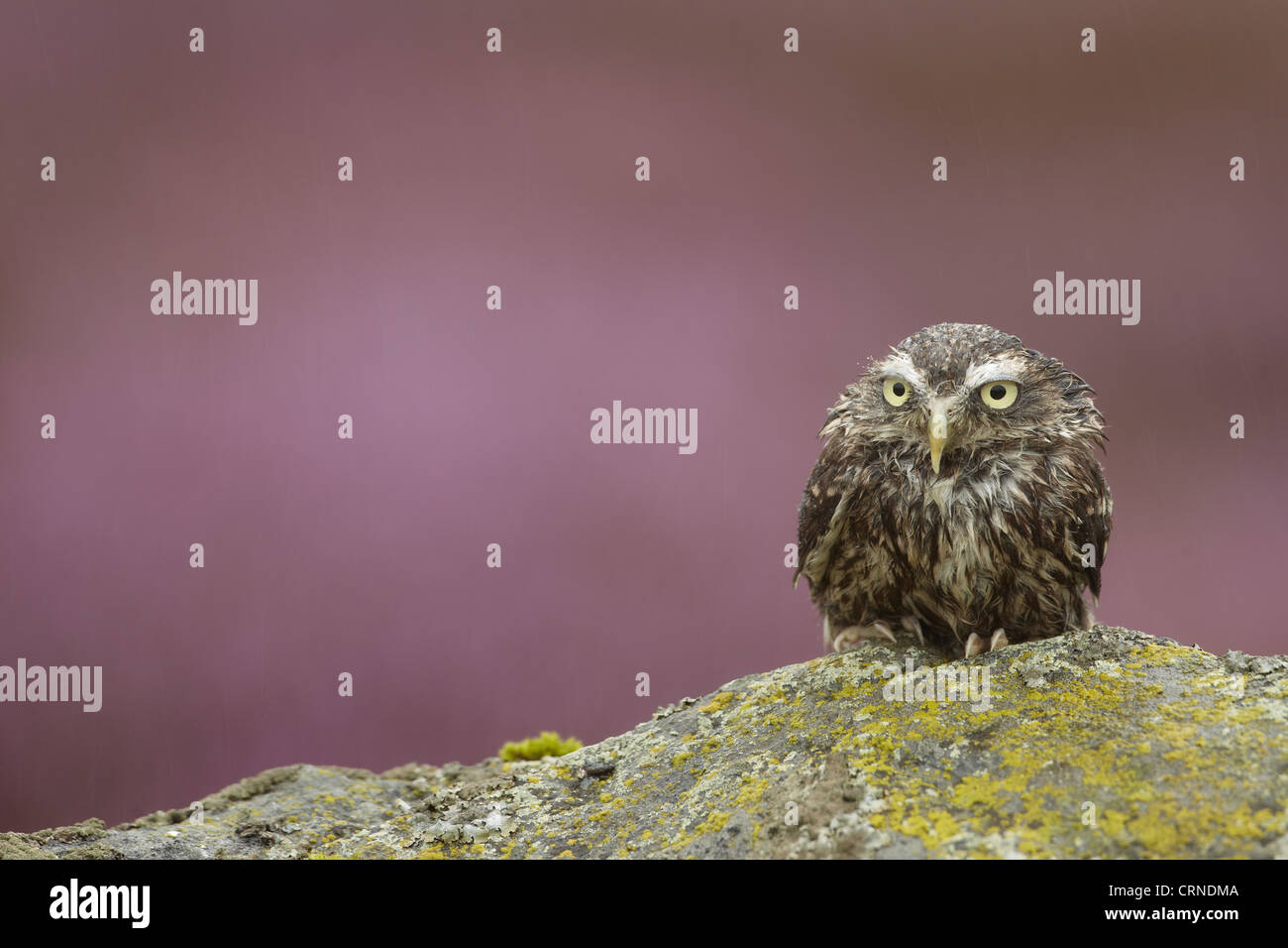 Raining on owl hi-res stock photography and images - Alamy
