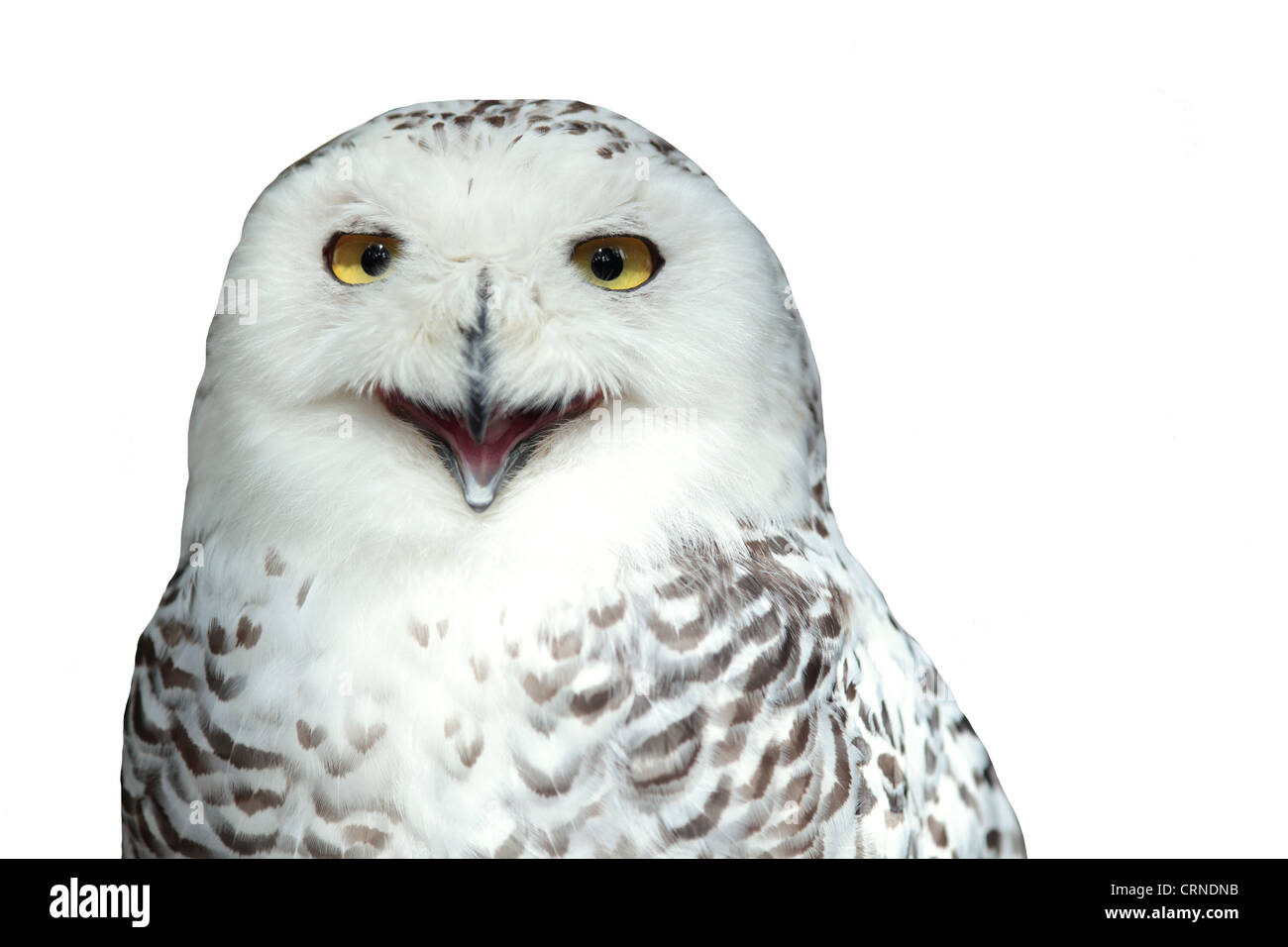 Snowy owl (Bubo scandiacus) smiling/laughing isolated on white Stock ...