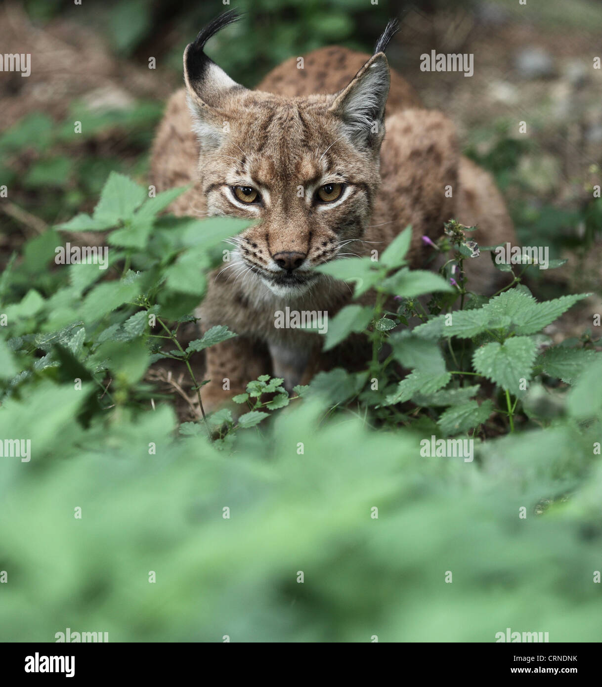 Close-up portrait of an Eurasian Lynx (Lynx lynx Stock Photo - Alamy