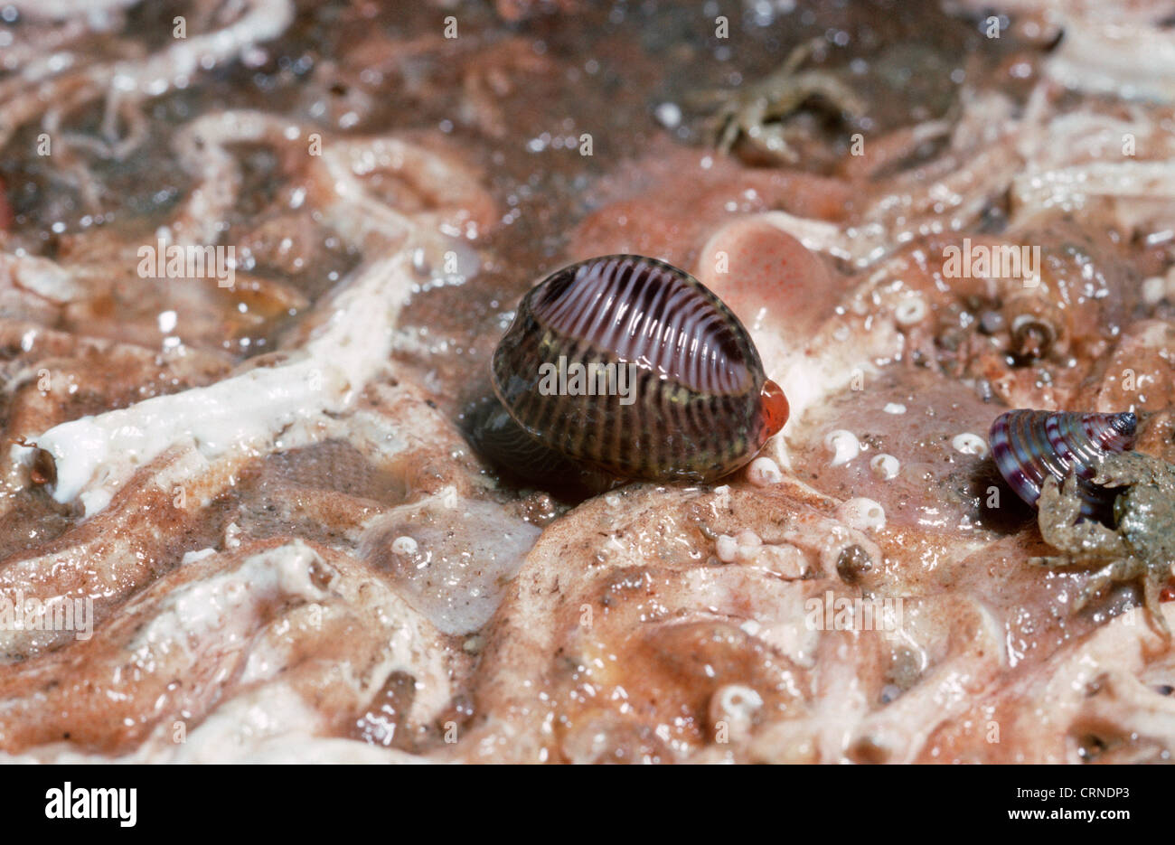 European cowrie / Spotted cowrie (Trivia monacha) crawling over a rock ...