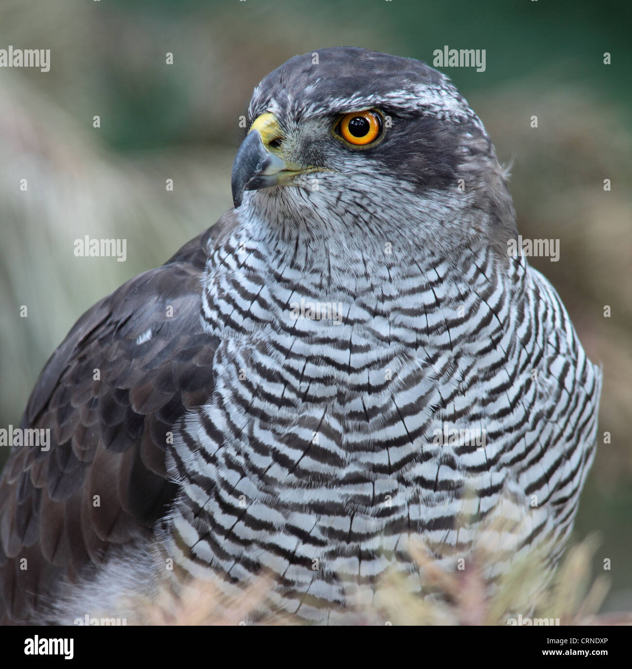 Portrait of a majestic hawk Stock Photo - Alamy