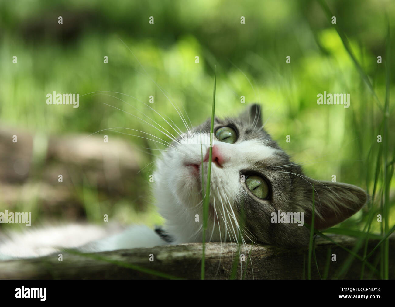 Little cute cat Stock Photo - Alamy