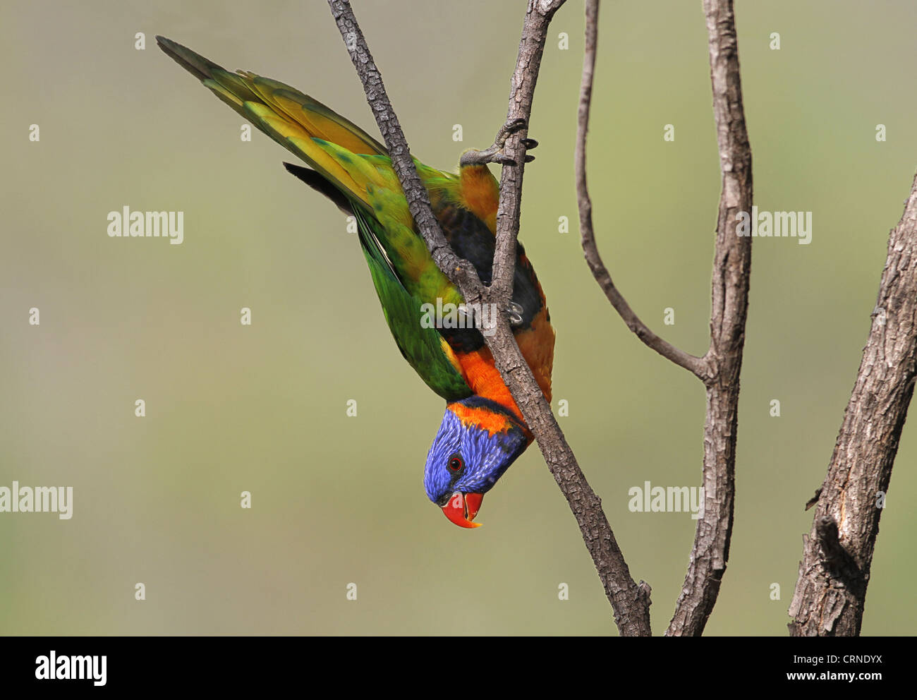 Red-collared Lorikeet (Trichoglossus rubritorquis) adult, hanging from ...