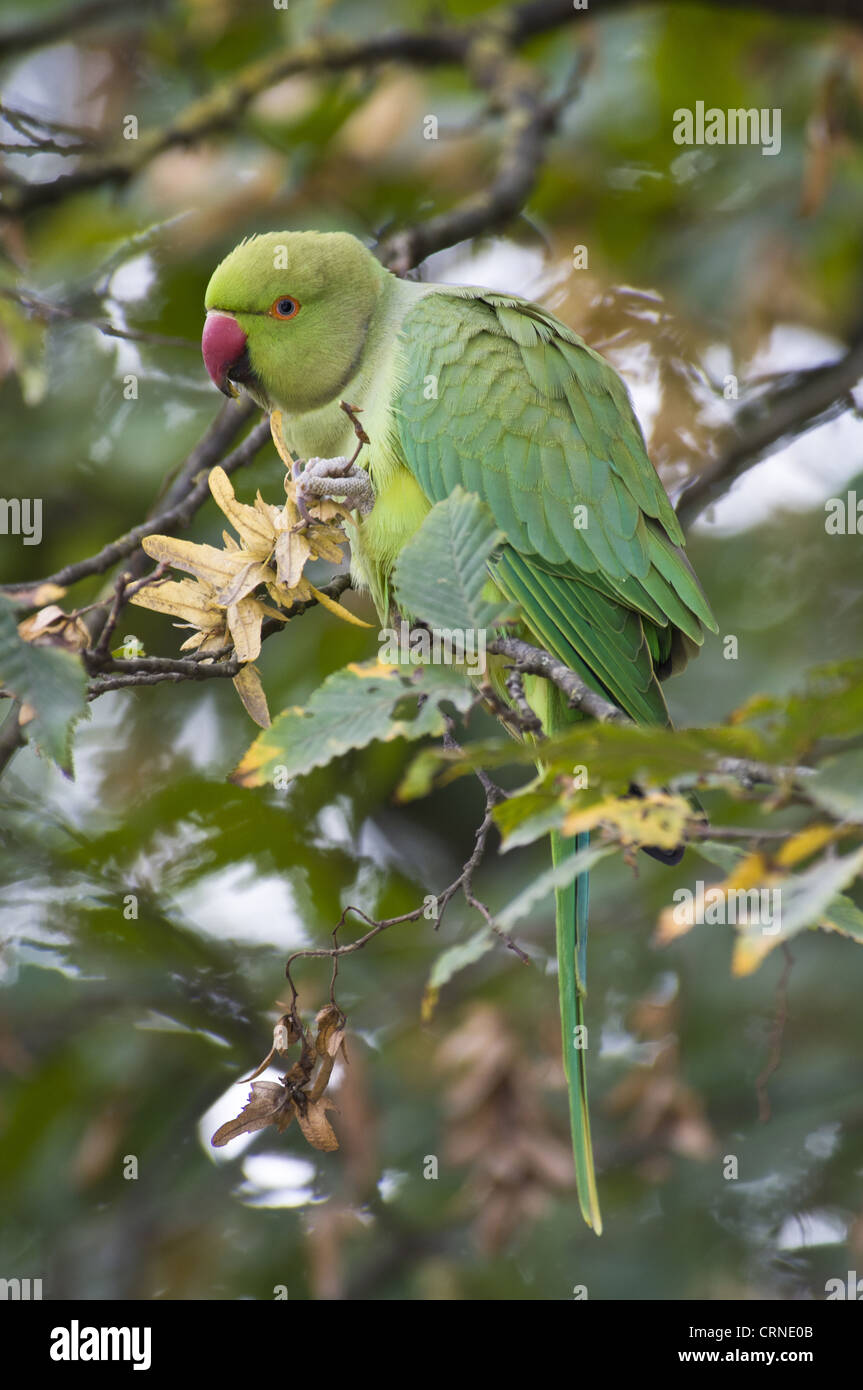 Rose-ringed Parakeet (Psittacula krameri) introduced species, adult ...