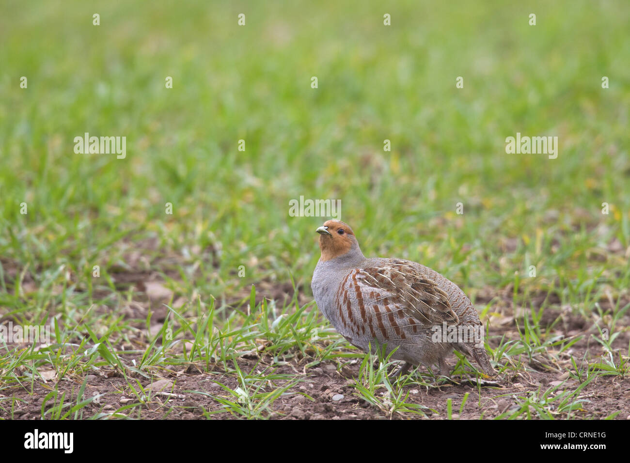 Grey Partridge (Perdix perdix) adult, standing in arable field with ...