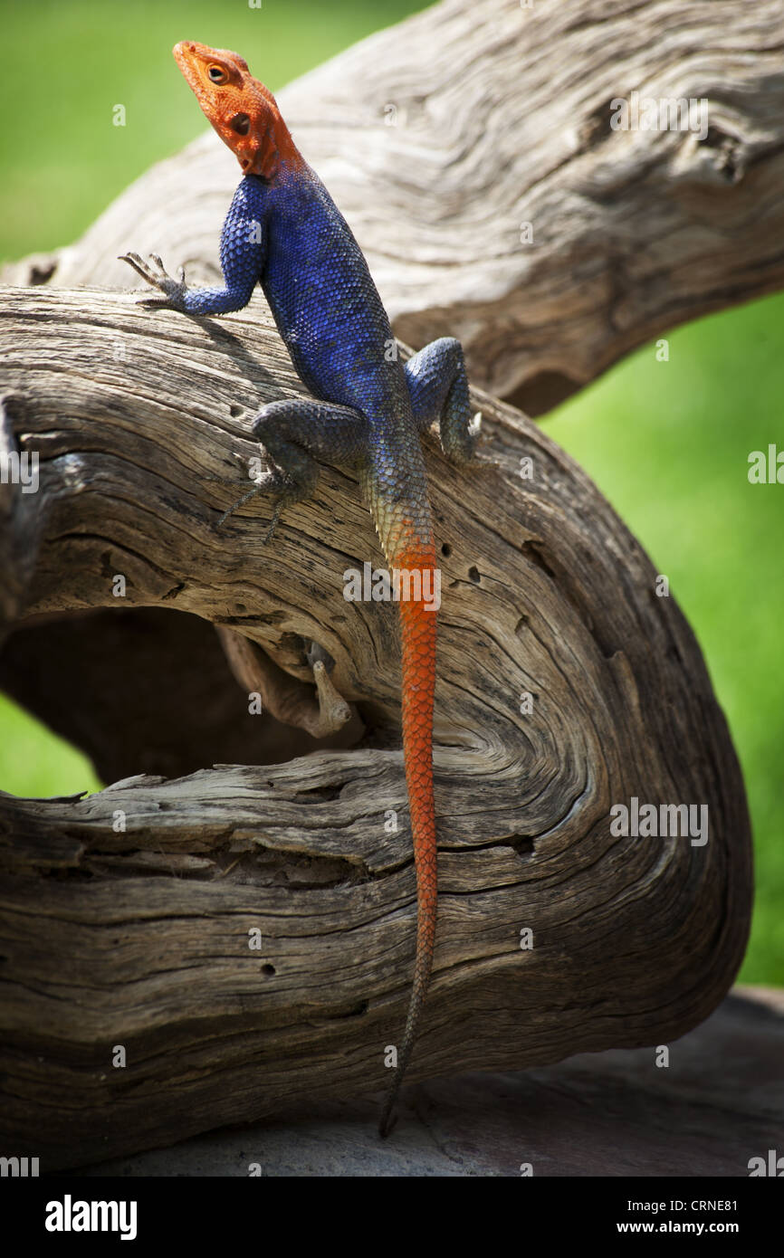 colourful lizard resting on a log Stock Photo - Alamy