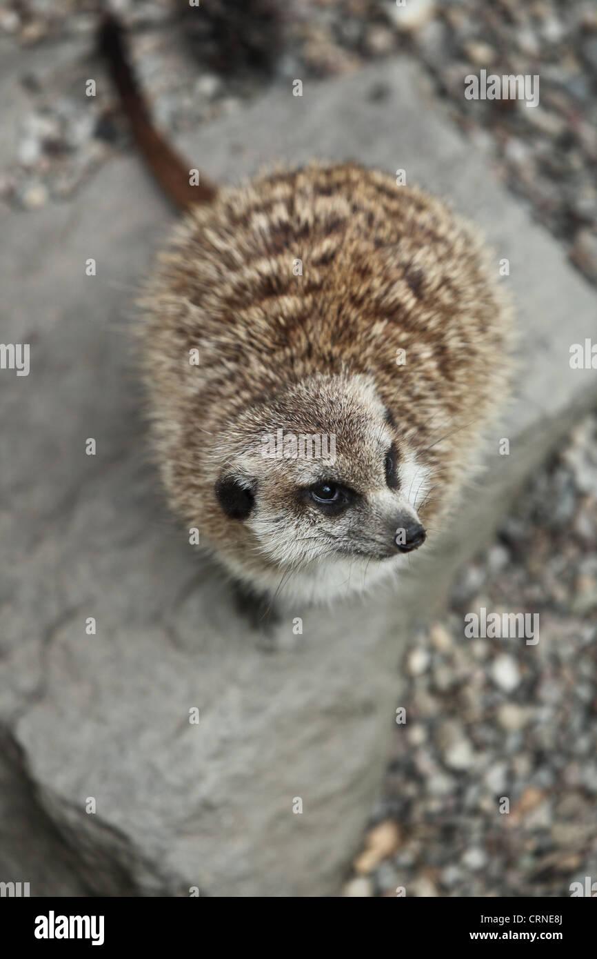 Funny and cute suricate (meerkat Stock Photo - Alamy