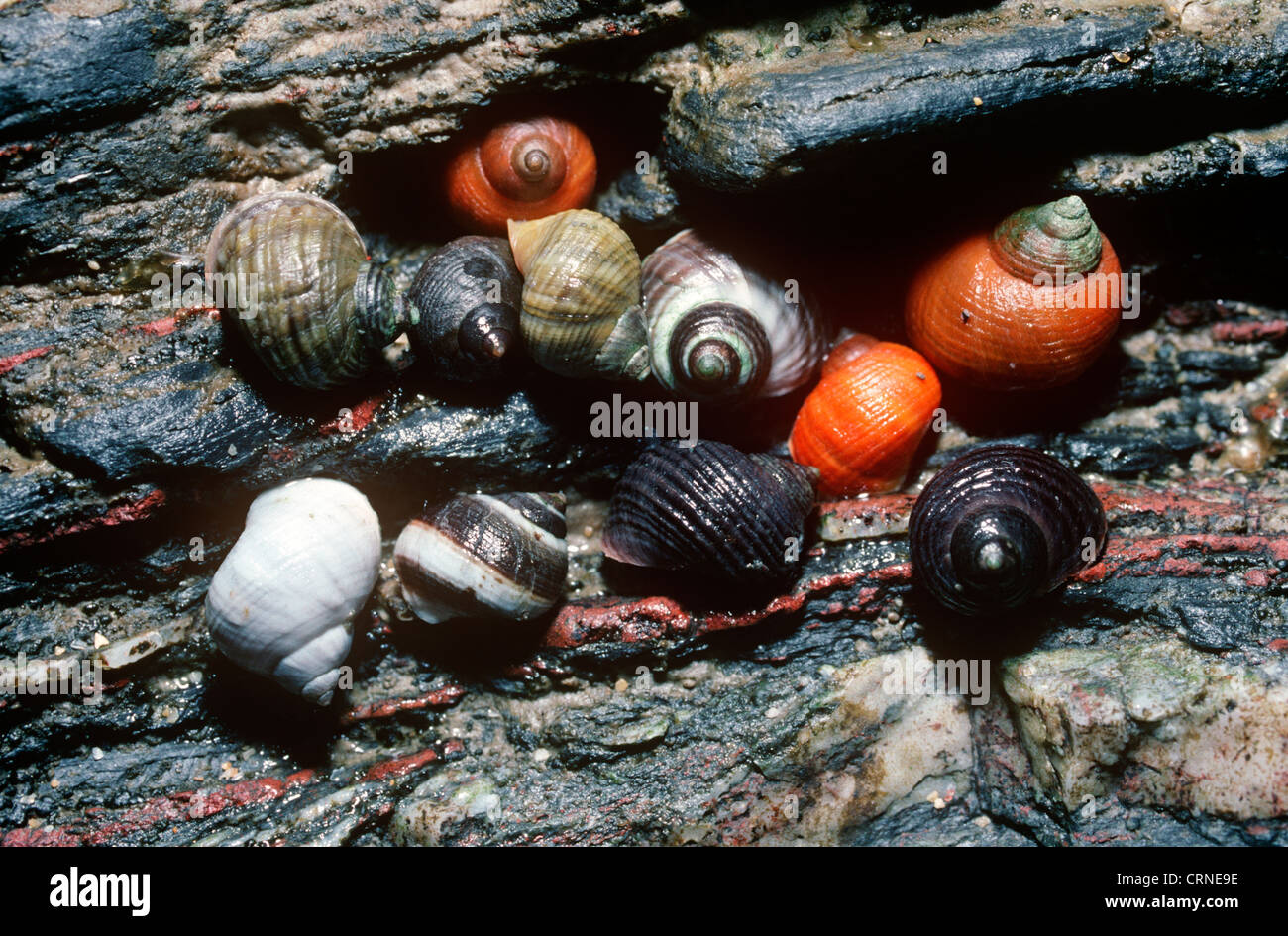 Periwinkles Shells High Resolution Stock Photography and Images - Alamy