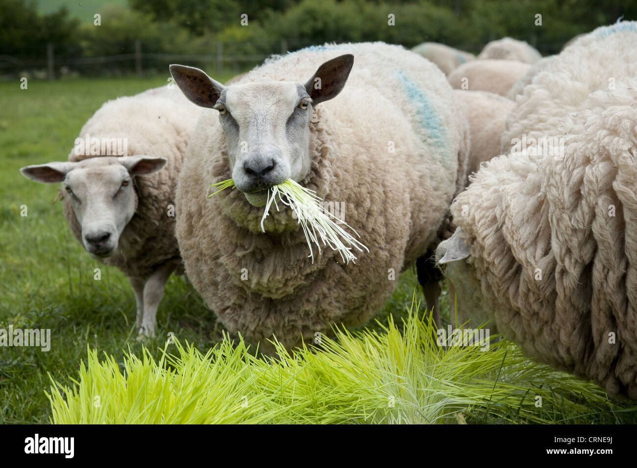 Seven sheep hi-res stock photography and images - Alamy