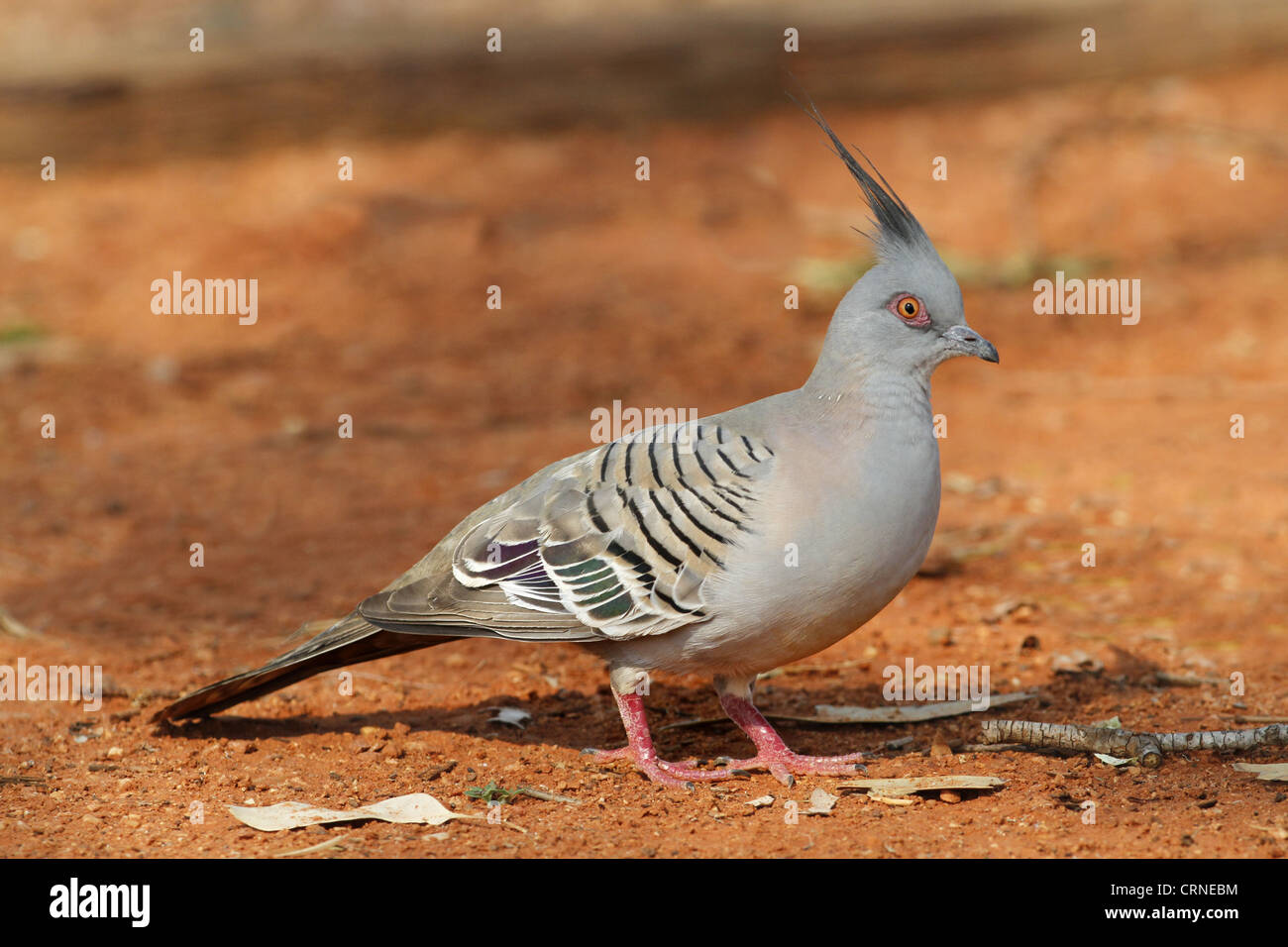 Crested Pigeon (Geophaps lophotes) adult, foraging on ground, Northern ...