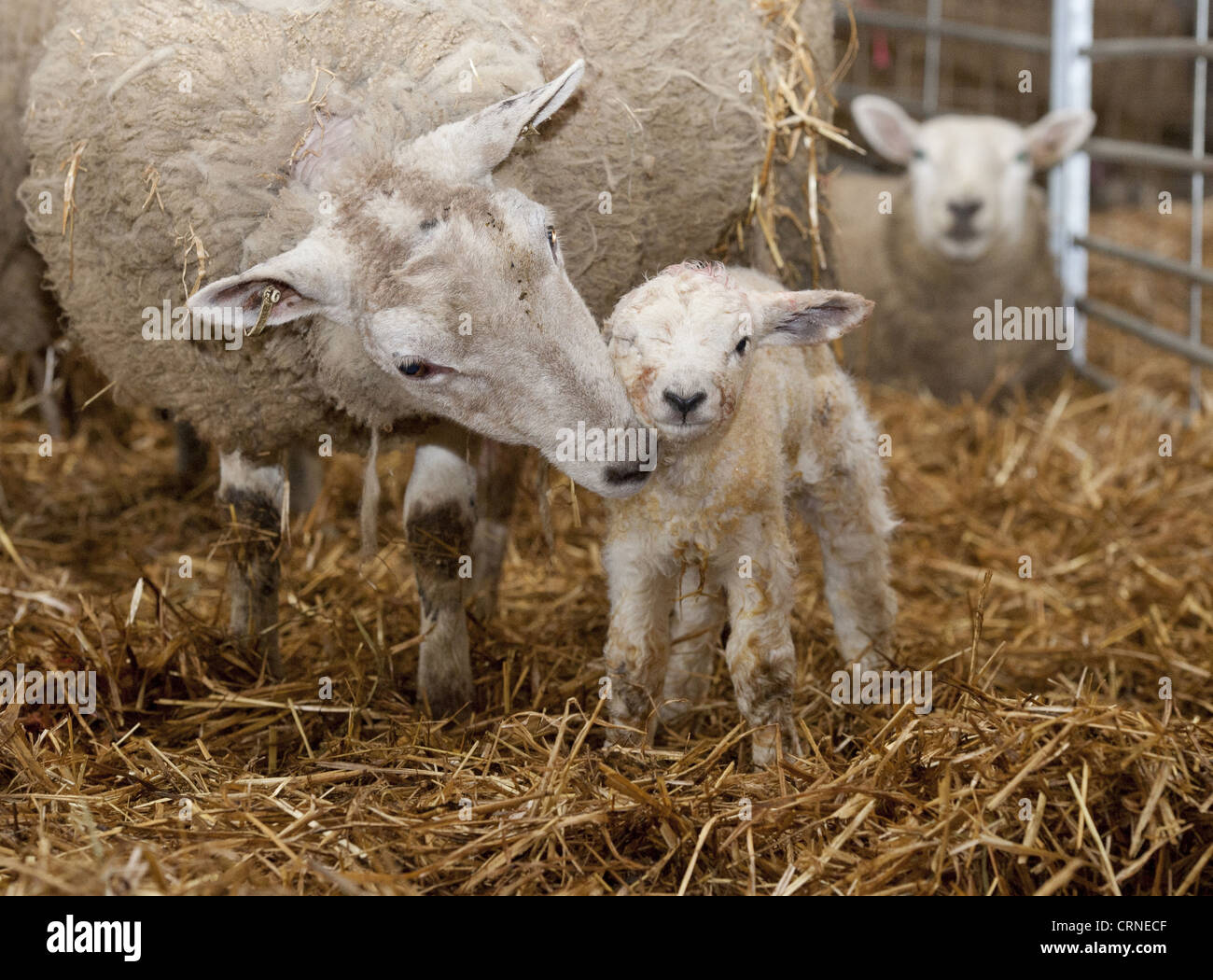 Domestic Sheep, Texel cross ewe with newborn Texel sired lamb, on straw ...