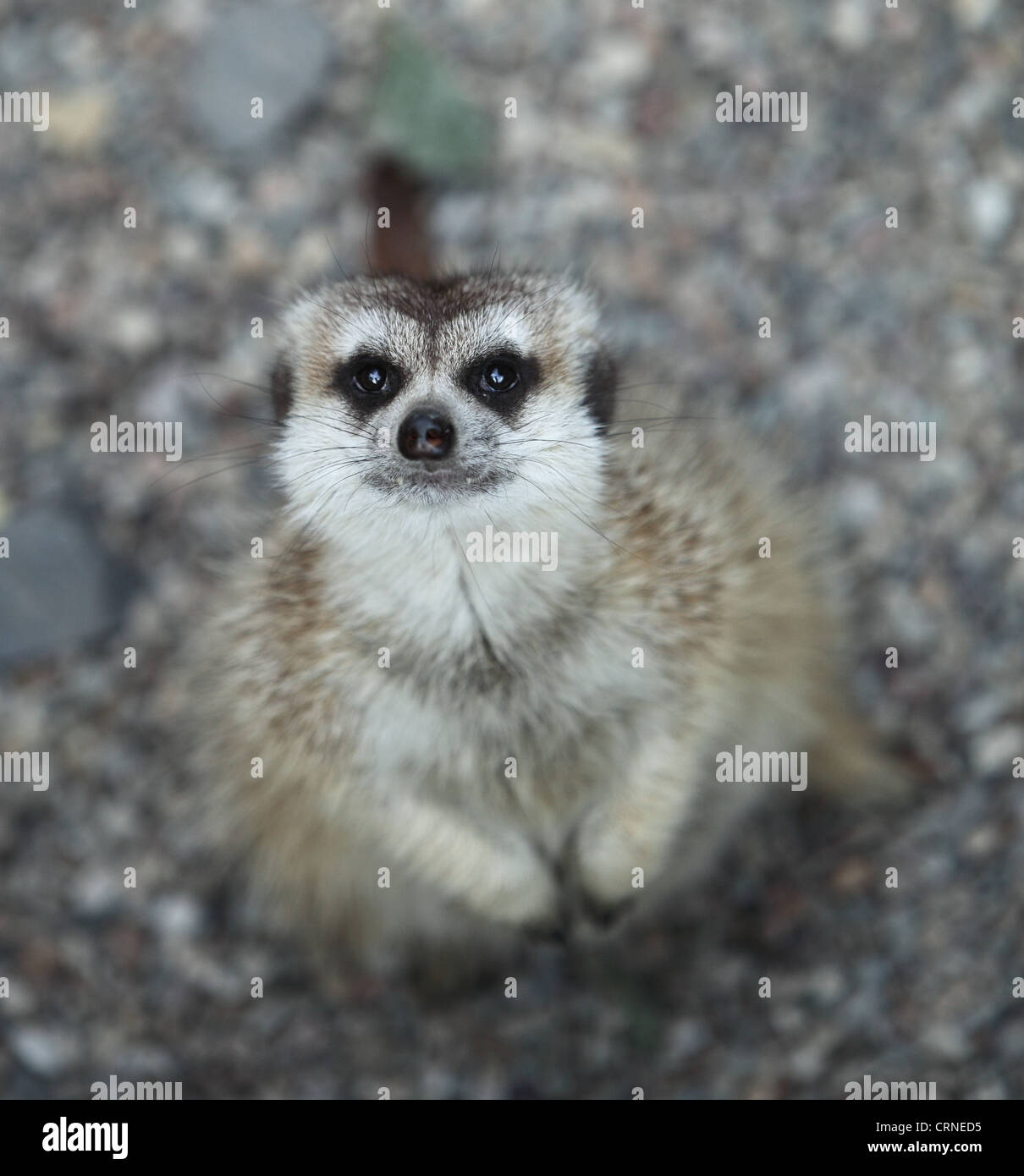 Funny and cute suricate (meerkat Stock Photo - Alamy
