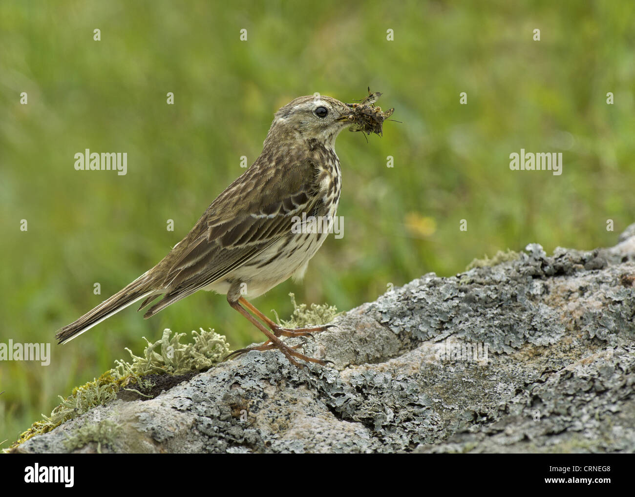 Scottish insects hi-res stock photography and images - Alamy