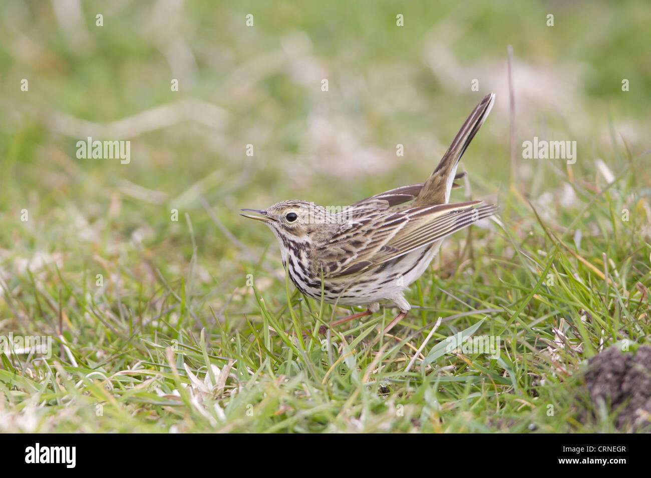 Meadow pipit displays hi-res stock photography and images - Alamy