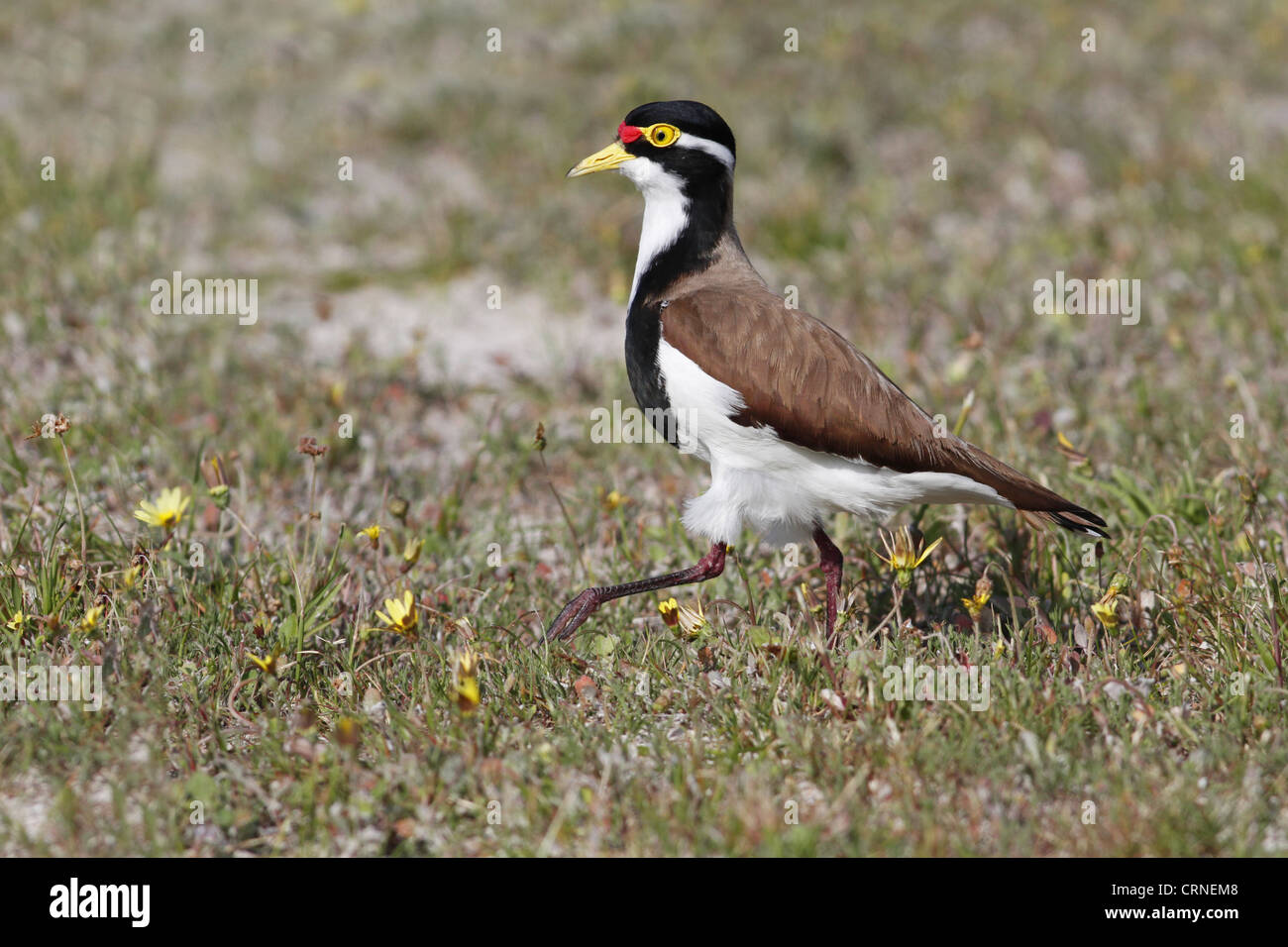 Banded Lapwing (Vanellus tricolor) adult female, approaching nestsite ...