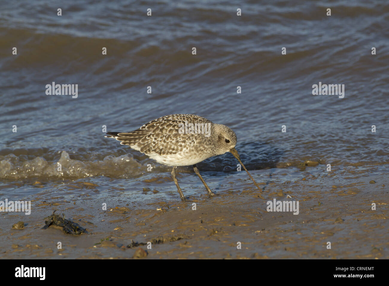 Grey Plover (Pluvialis squatarola) adult, winter plumage, feeding ...
