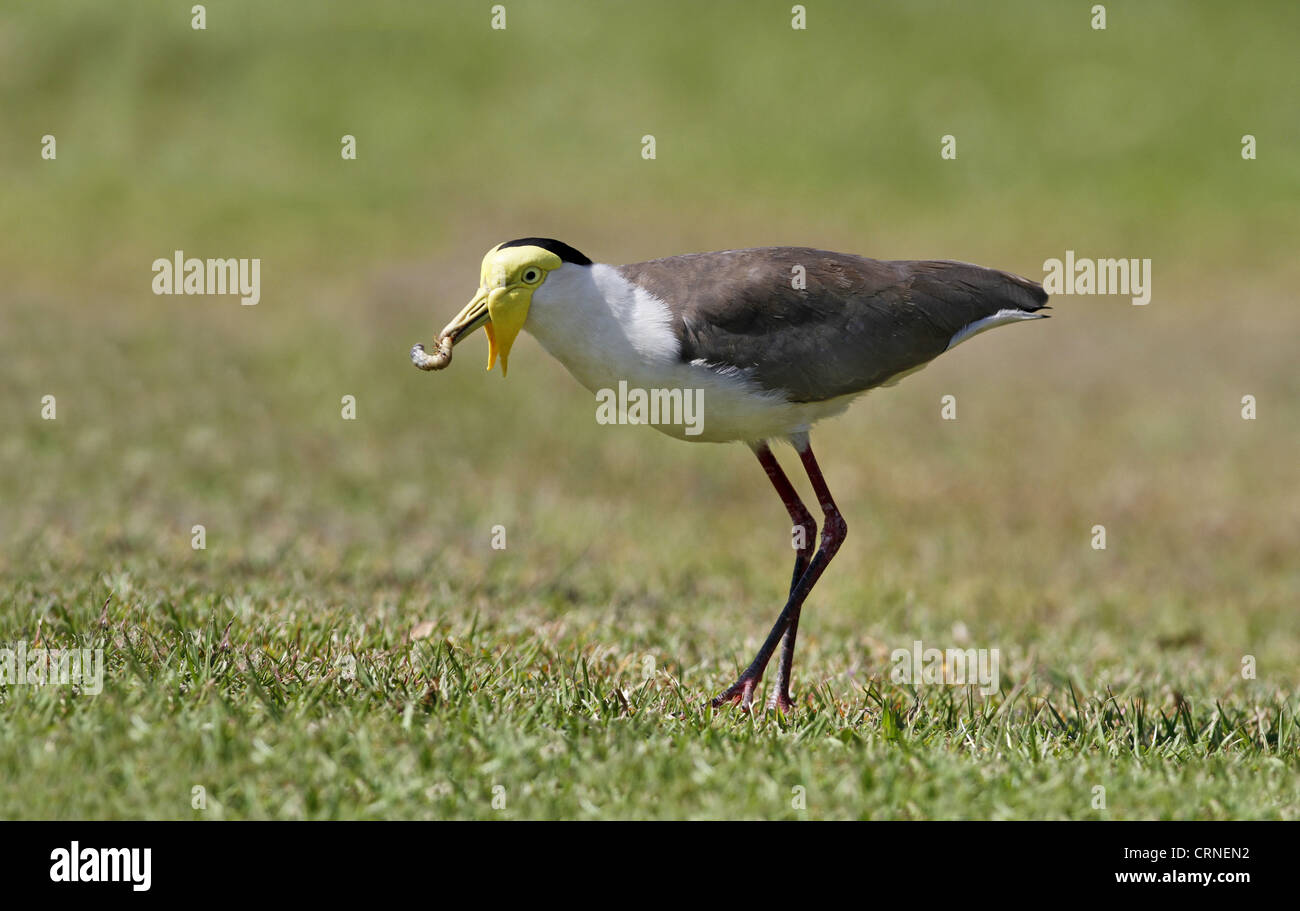 Australian bird eating an insect hi-res stock photography and images ...