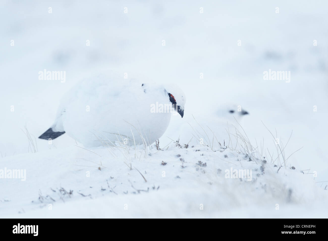 Rock Ptarmigan (Lagopus mutus) adult pair, winter plumage, feeding in ...