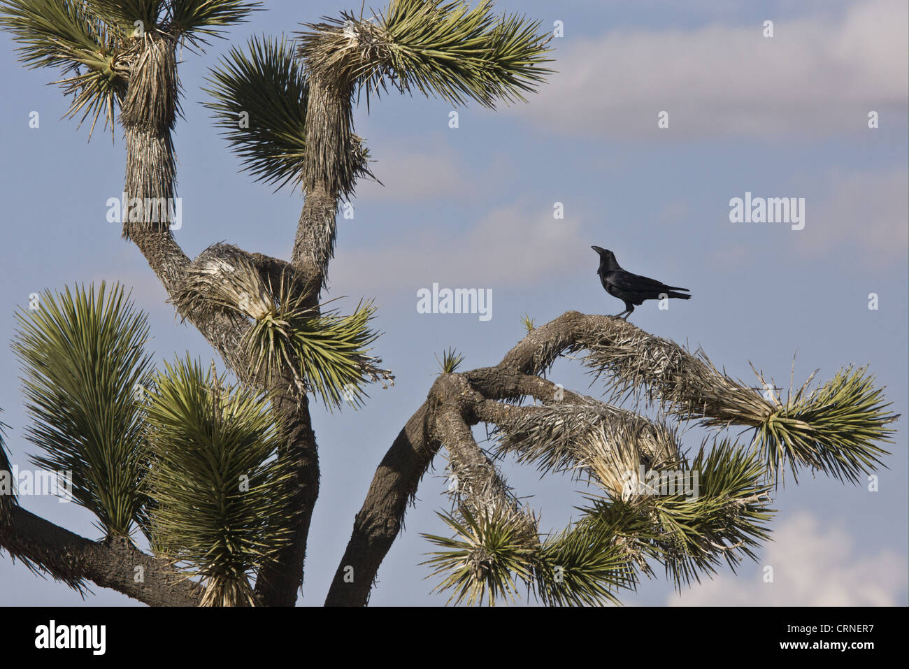 Common Raven (Corvus corax sinuatus) adult, perched in Joshua Tree ...