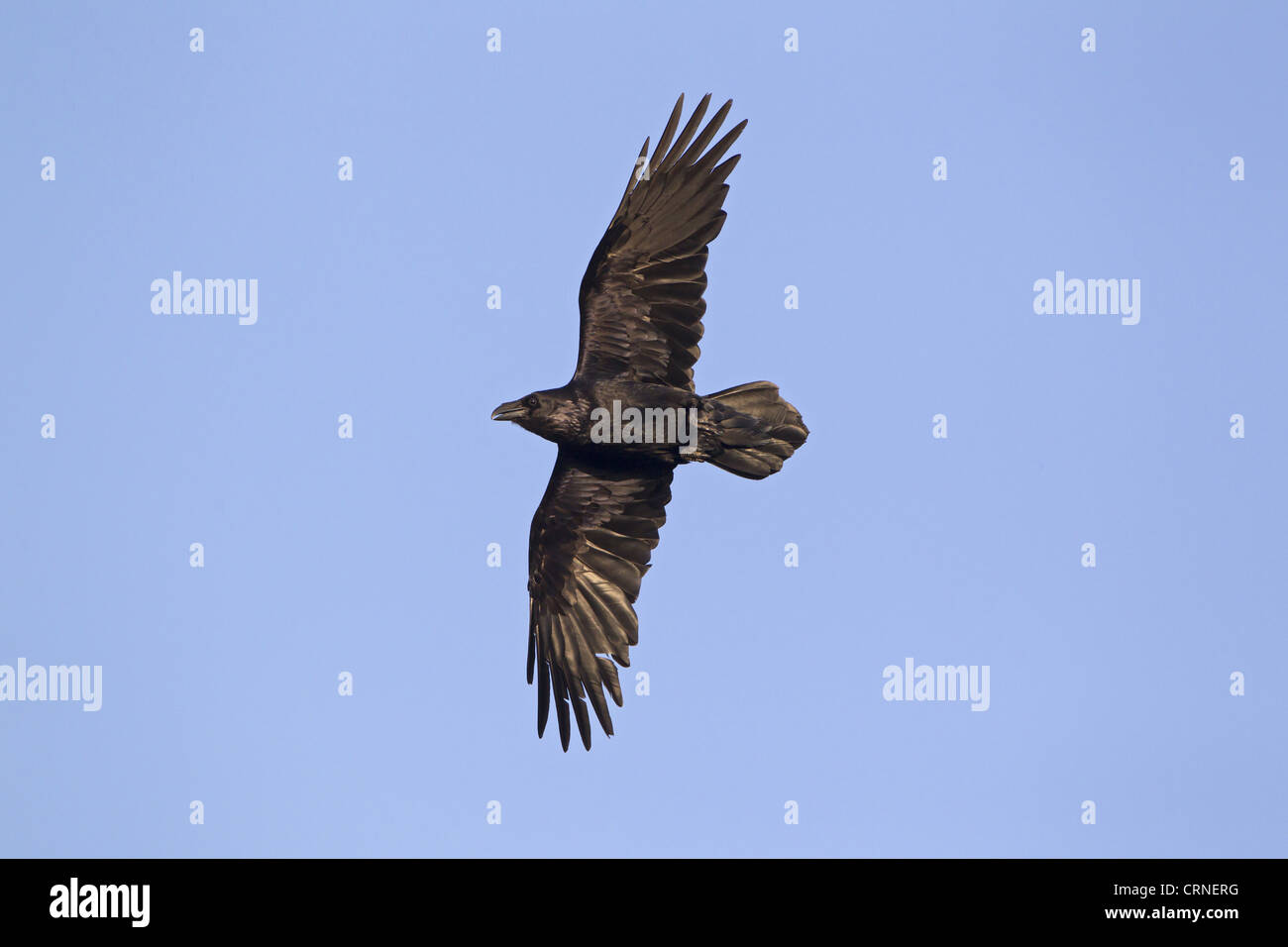 Common Raven (Corvus corax) adult, in flight, Gigrin Farm, Powys, Wales ...