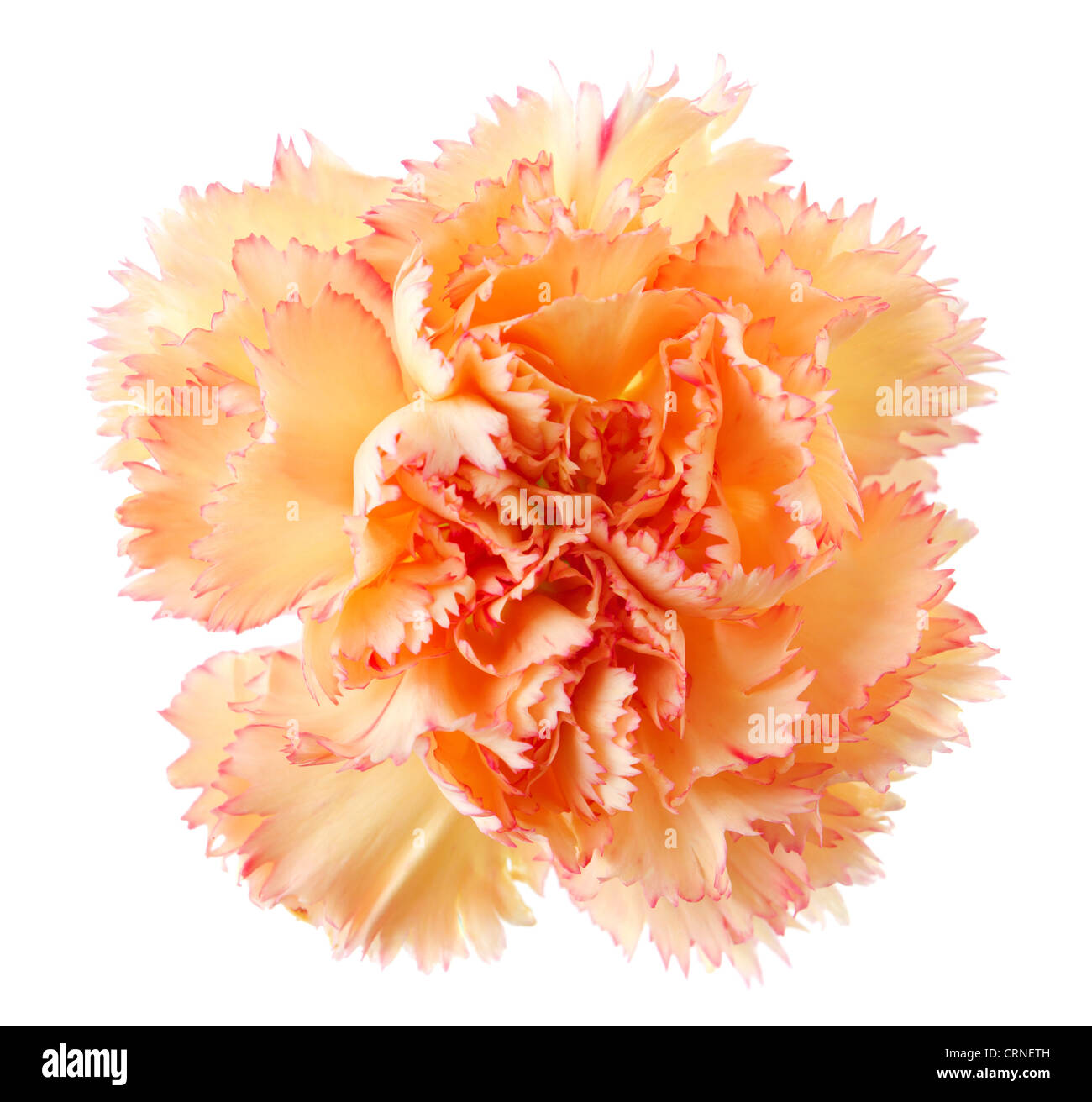 Gold carnation flower head isolated on white Stock Photo - Alamy