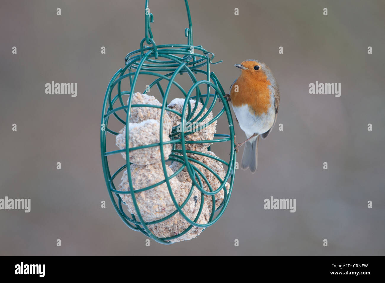 Robin fat feeder hi-res stock photography and images - Alamy